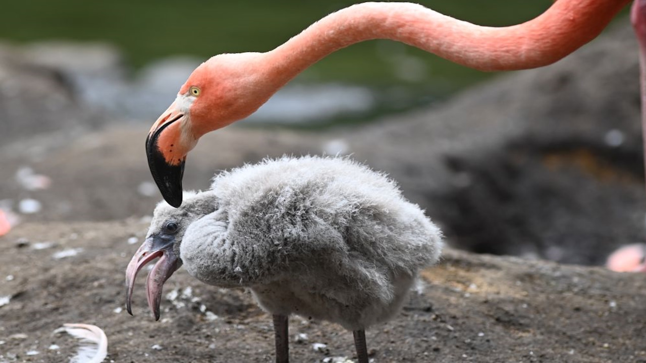 Oklahoma City zoo welcomes new flamingo chicks - Rodeo Radio 92.9